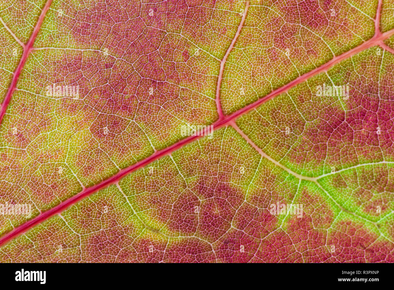 Photography of autumn leaf hi-res stock photography and images - Alamy