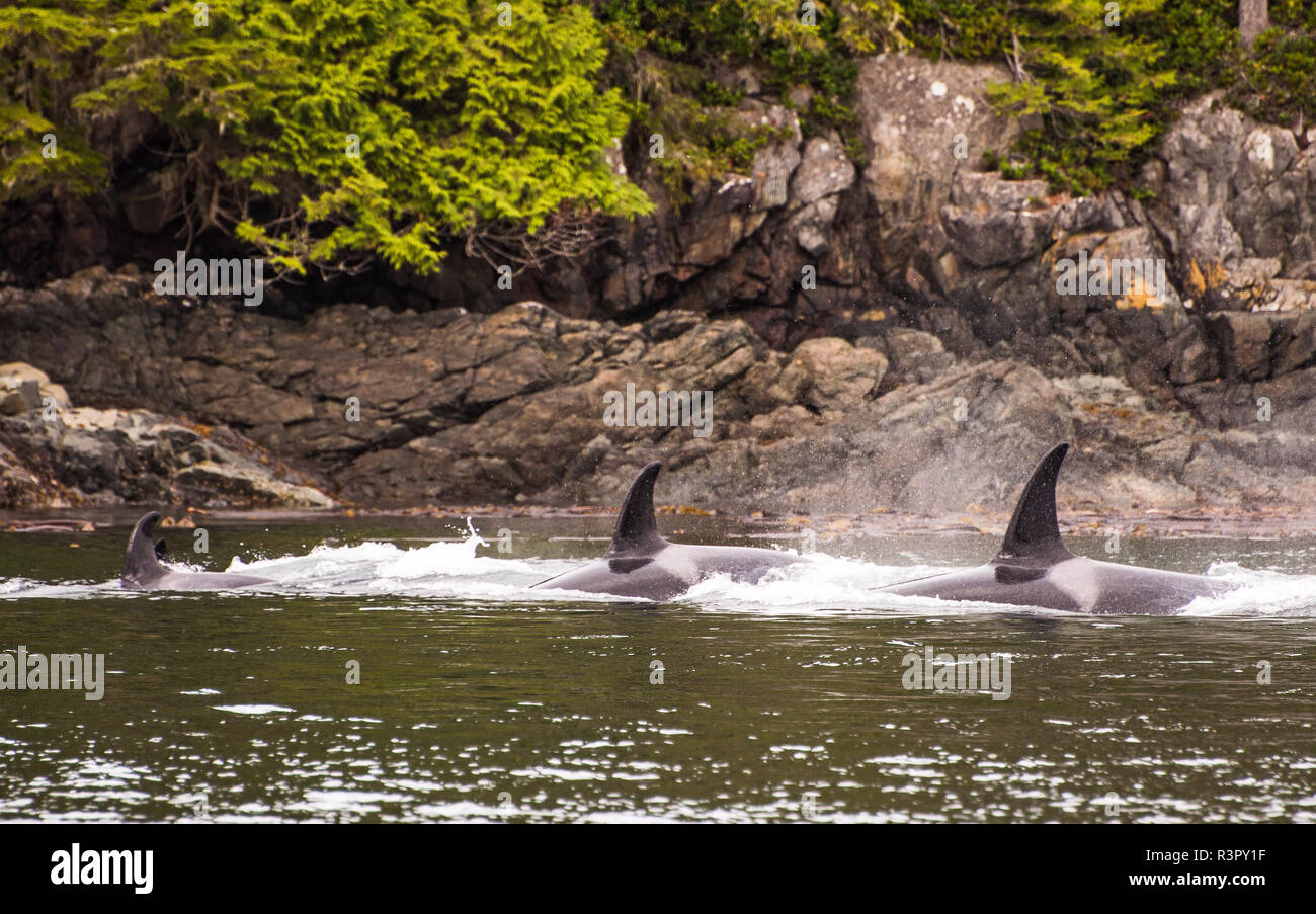 Orca Peak High Resolution Stock Photography and Images - Alamy