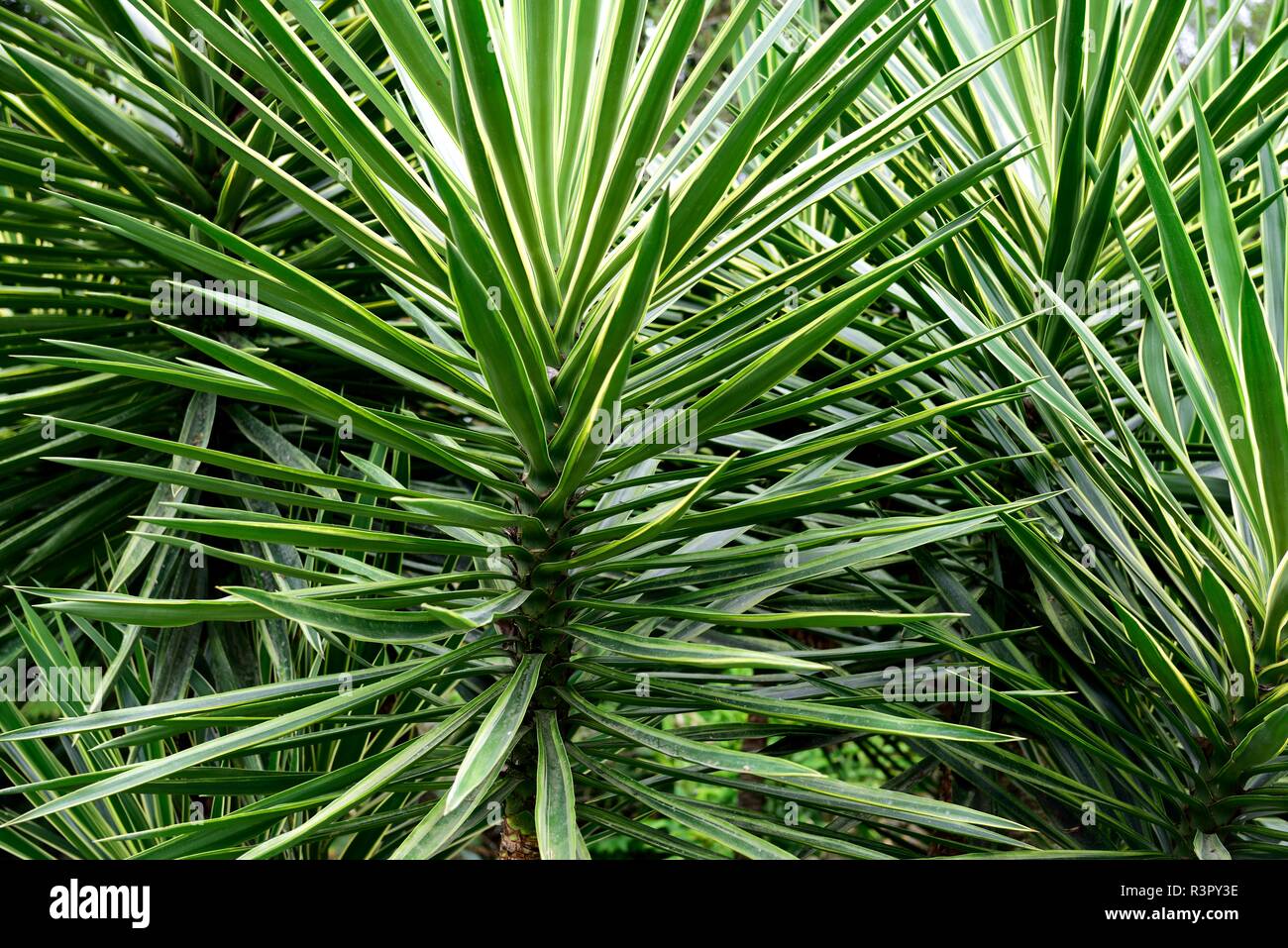 Plants with pointed leaves High Resolution Stock Photography and Images ...