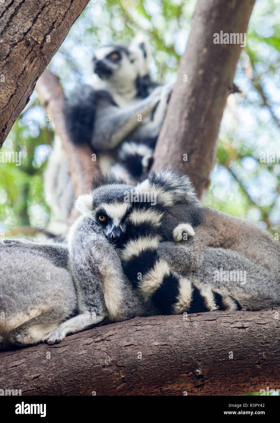 Ring-tailed lemur resting Stock Photo - Alamy