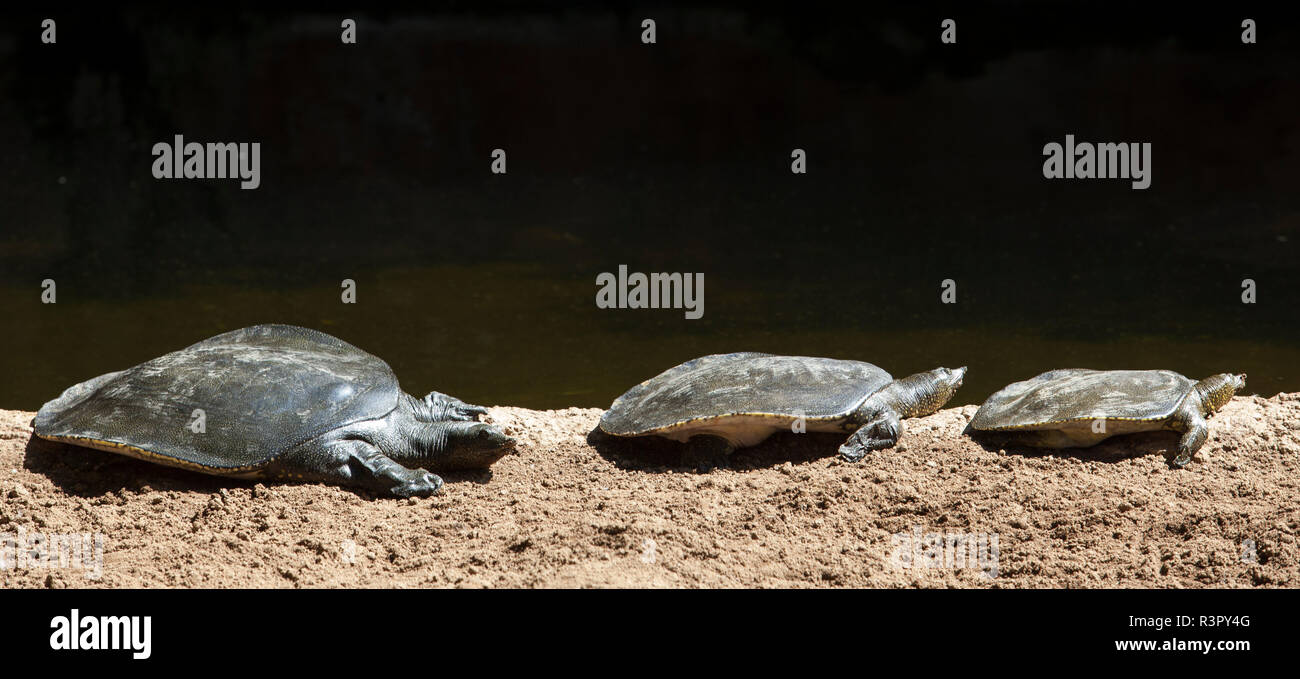 African softshell turtle hi-res stock photography and images - Alamy