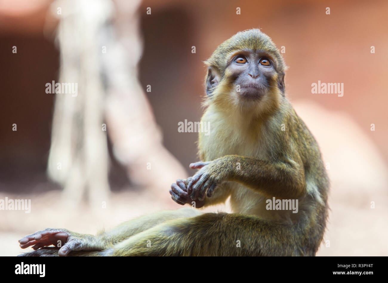 Sitting northern talapoin Stock Photo - Alamy