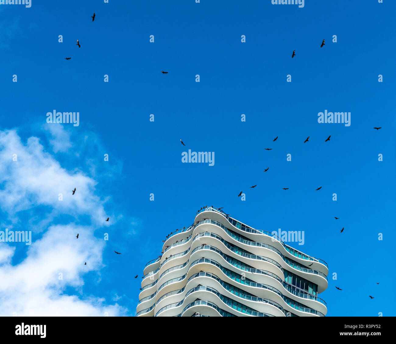 A gathering of eagles hi-res stock photography and images - Alamy