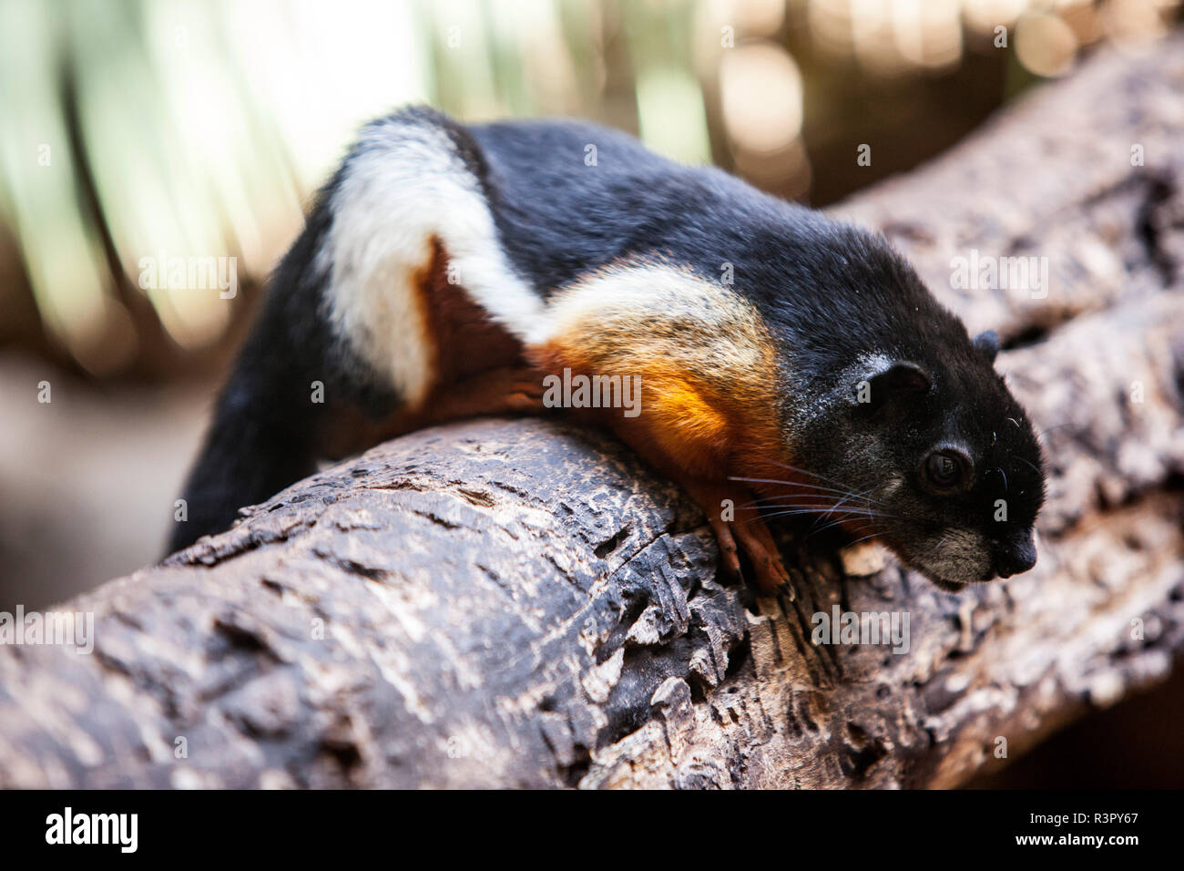 Prevost's squirrel hi-res stock photography and images - Alamy