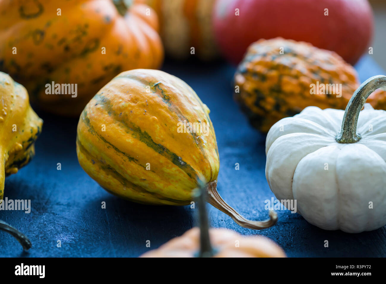 Various colored pumpkins hi-res stock photography and images - Alamy