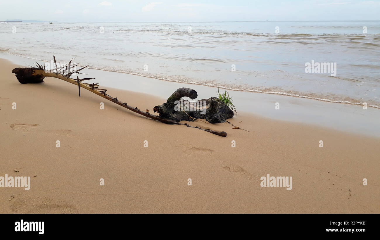 Palm tree branches on the shore of a beach after a storm Stock Photo ...