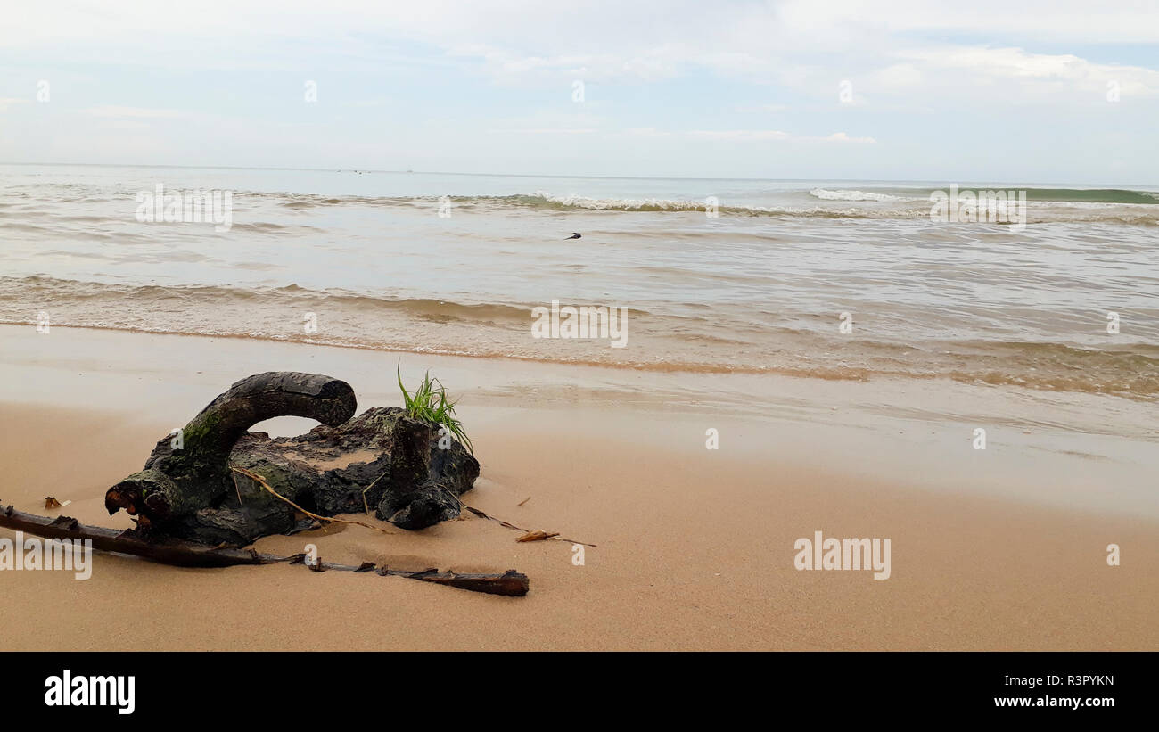 Palm tree branches on the shore of a beach after a storm Stock Photo ...