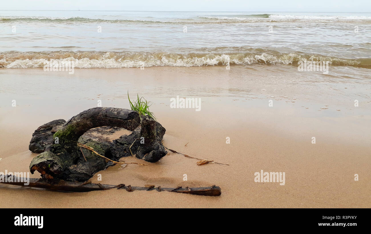Palm tree branches on the shore of a beach after a storm Stock Photo ...