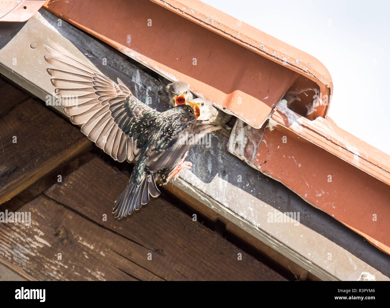 Flying common Starling feeding babies Stock Photo - Alamy