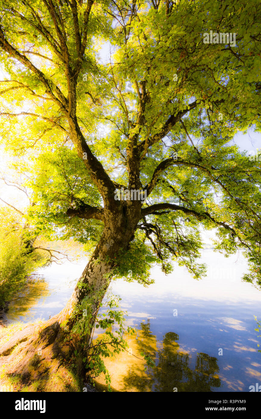 The powerful tree hi-res stock photography and images - Alamy