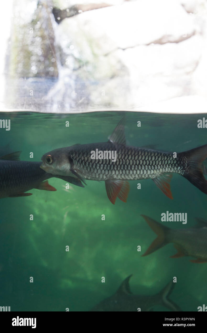 Fish under water surface line Stock Photo - Alamy