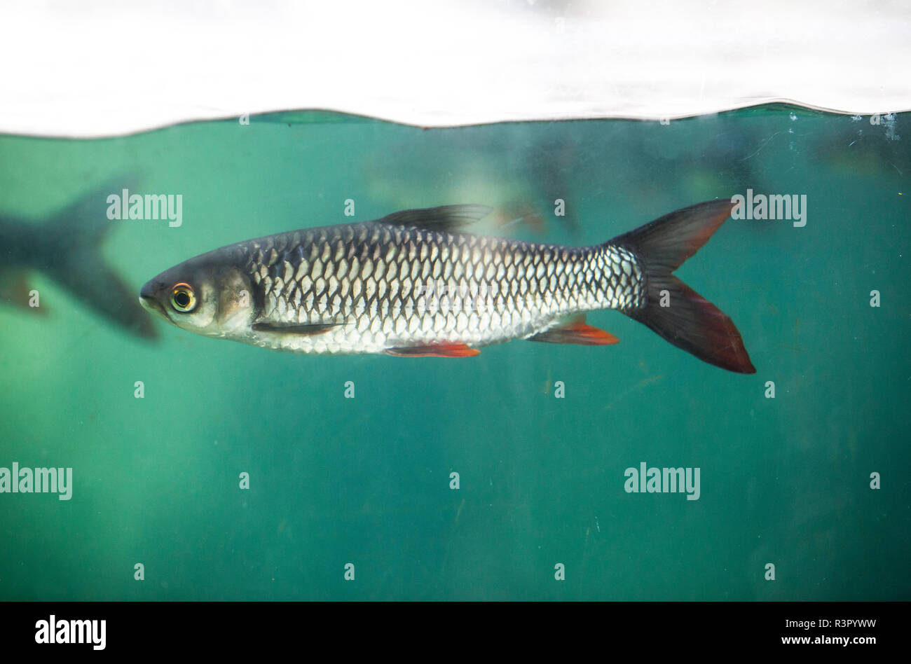 Fish under water surface line Stock Photo - Alamy
