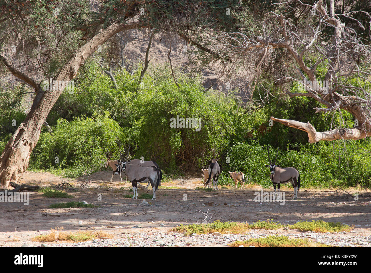 Oryx Track High Resolution Stock Photography and Images - Alamy