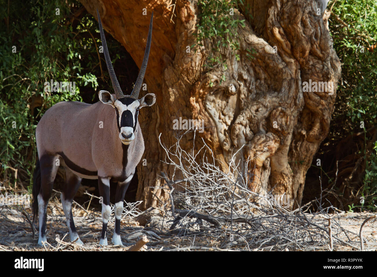 Oryx Track High Resolution Stock Photography and Images - Alamy