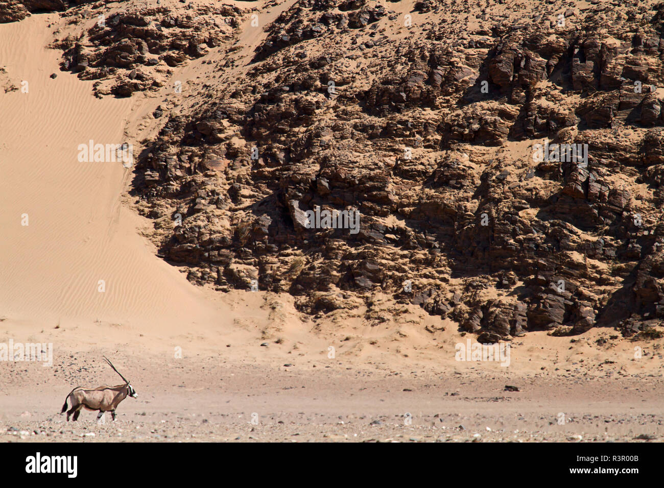 Oryx Track High Resolution Stock Photography and Images - Alamy