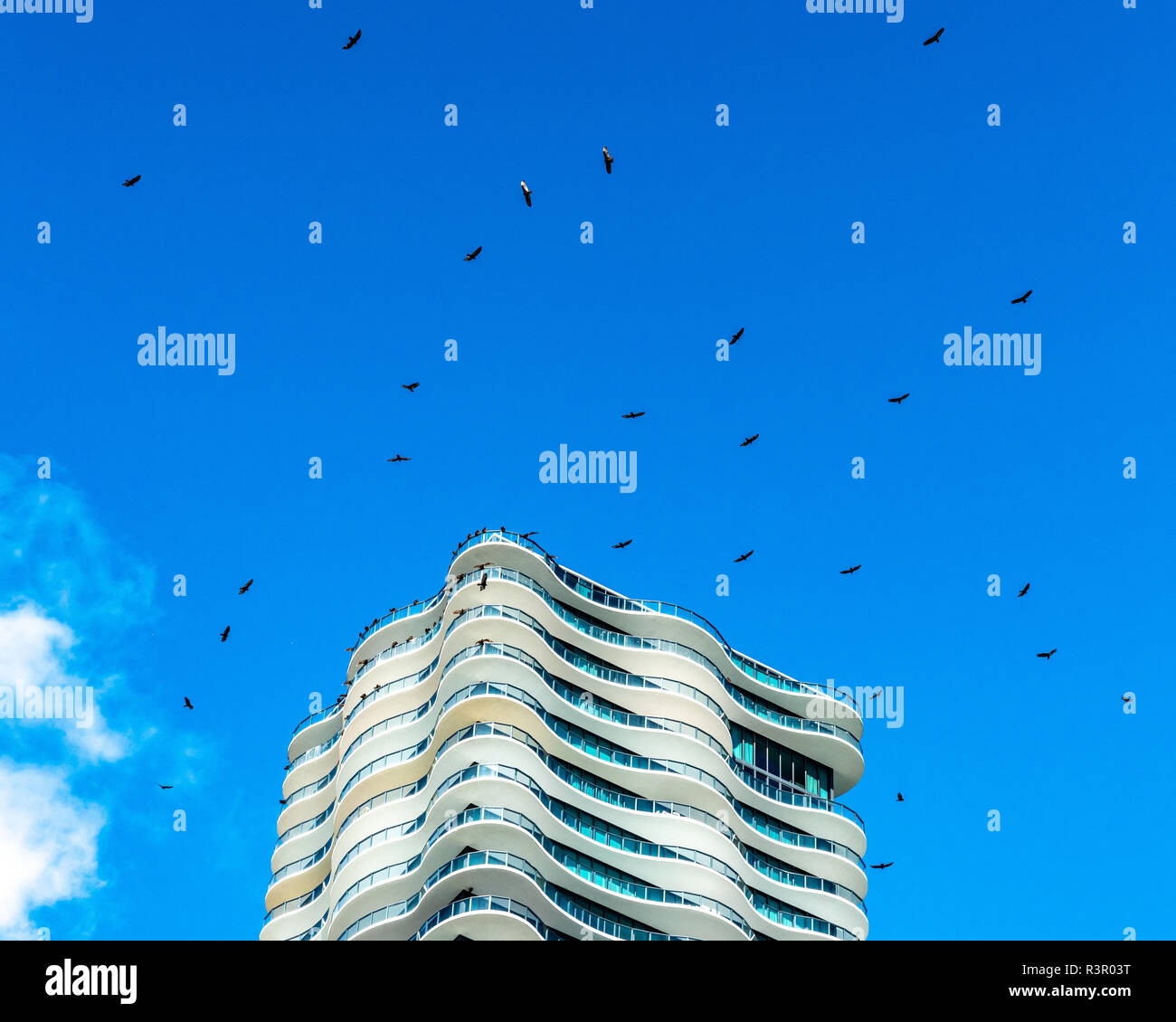 Miami eagles hi-res stock photography and images - Alamy