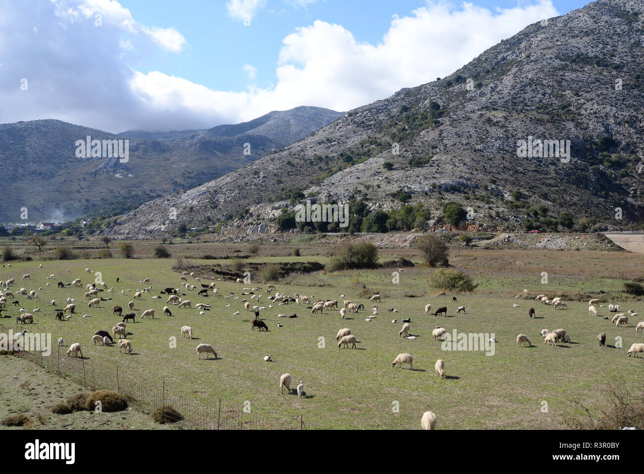 sheep on the lassithi plateau,crete Stock Photo - Alamy