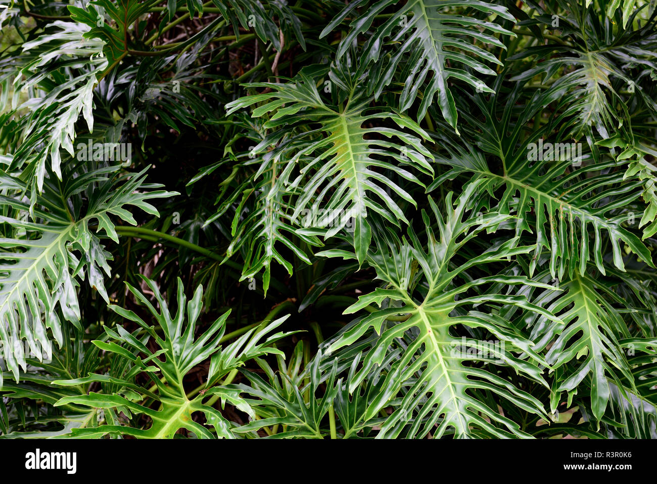Split palm leaves hi-res stock photography and images - Alamy