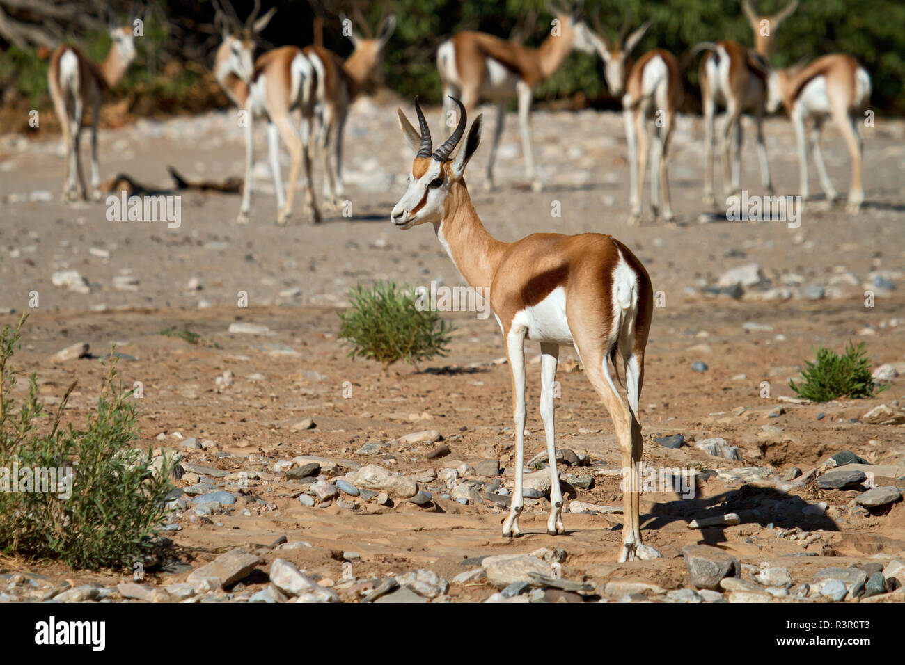 springbok in hoanib Stock Photo - Alamy