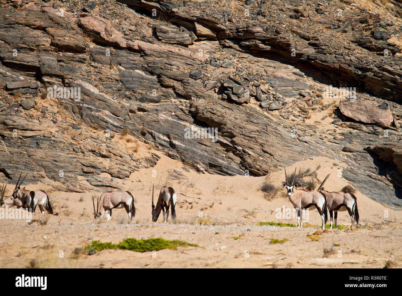 Oryx Track High Resolution Stock Photography and Images - Alamy