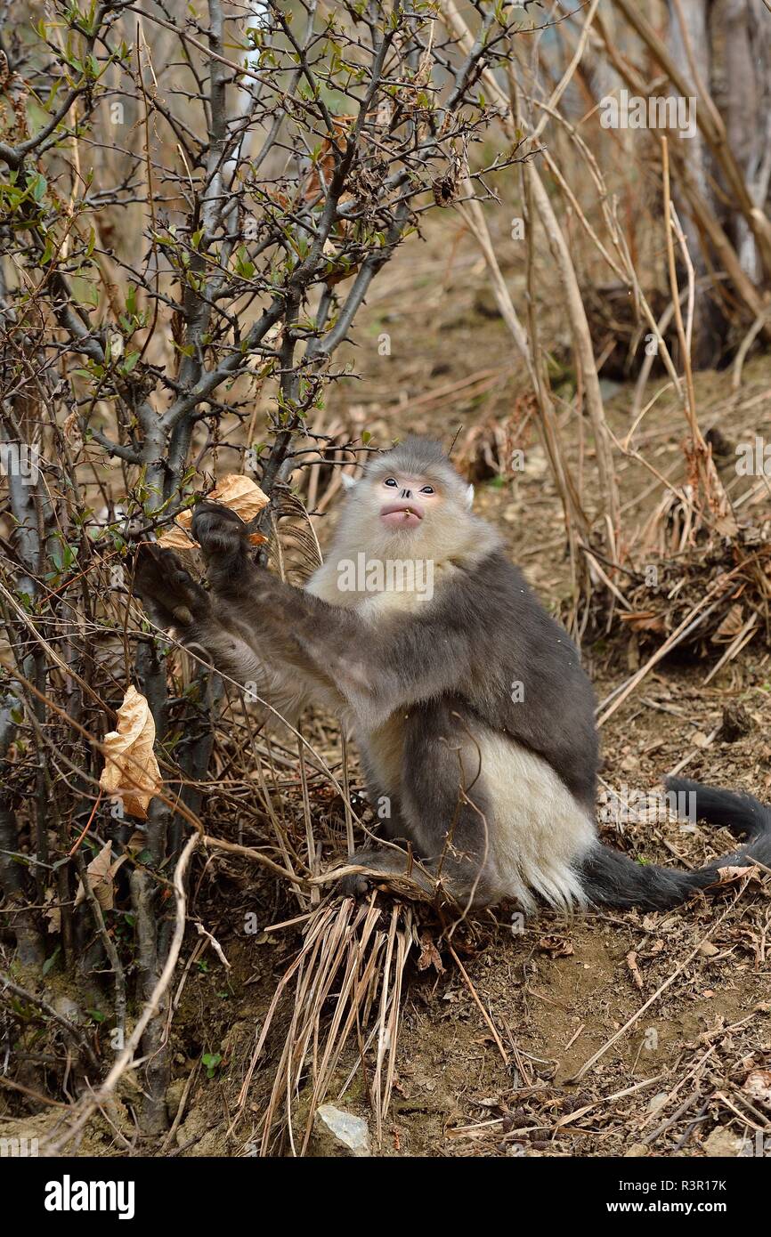Black Snub-nosed Monkey (Rhinopithecus bieti) eating on ground, Yunnan ...