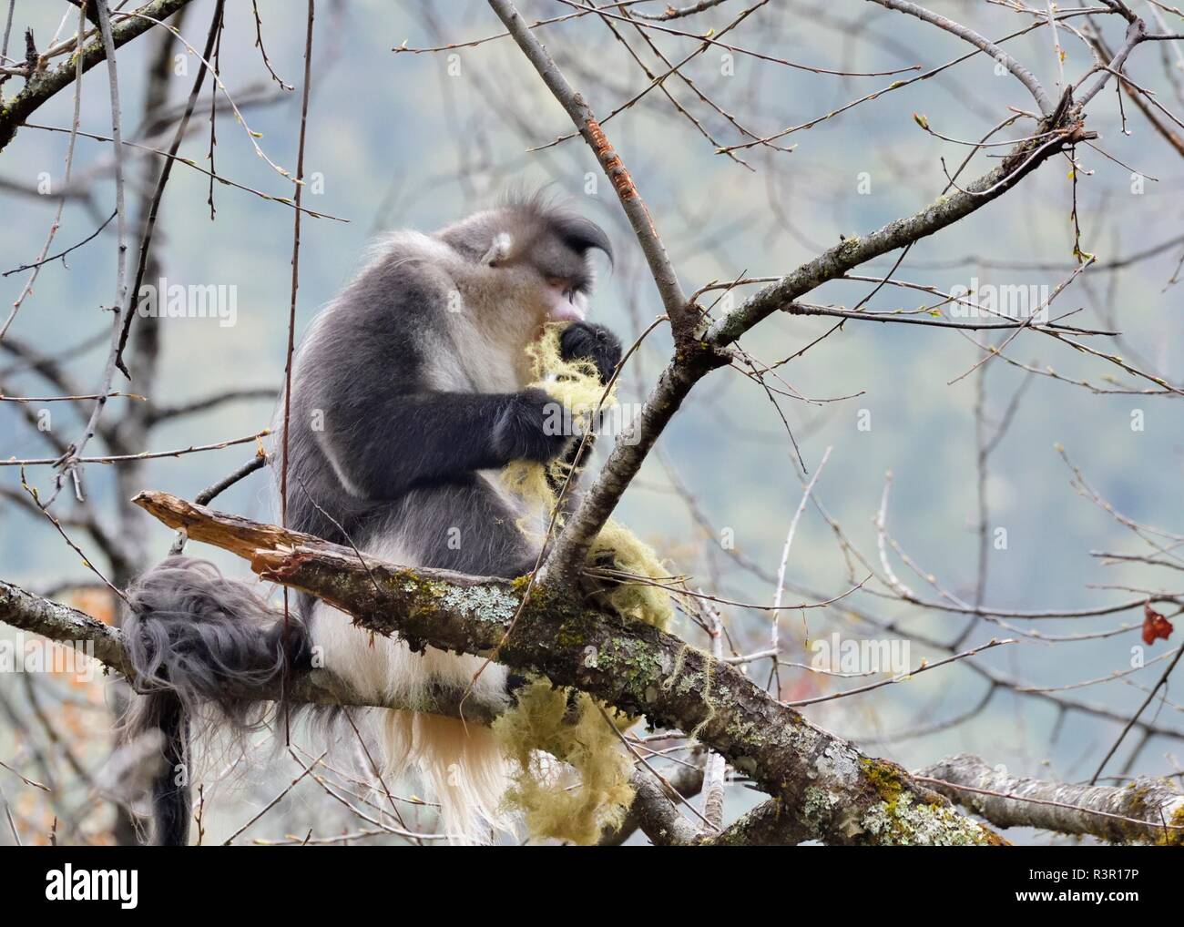 Black Snub-nosed Monkey (Rhinopithecus bieti) eating on a branch ...