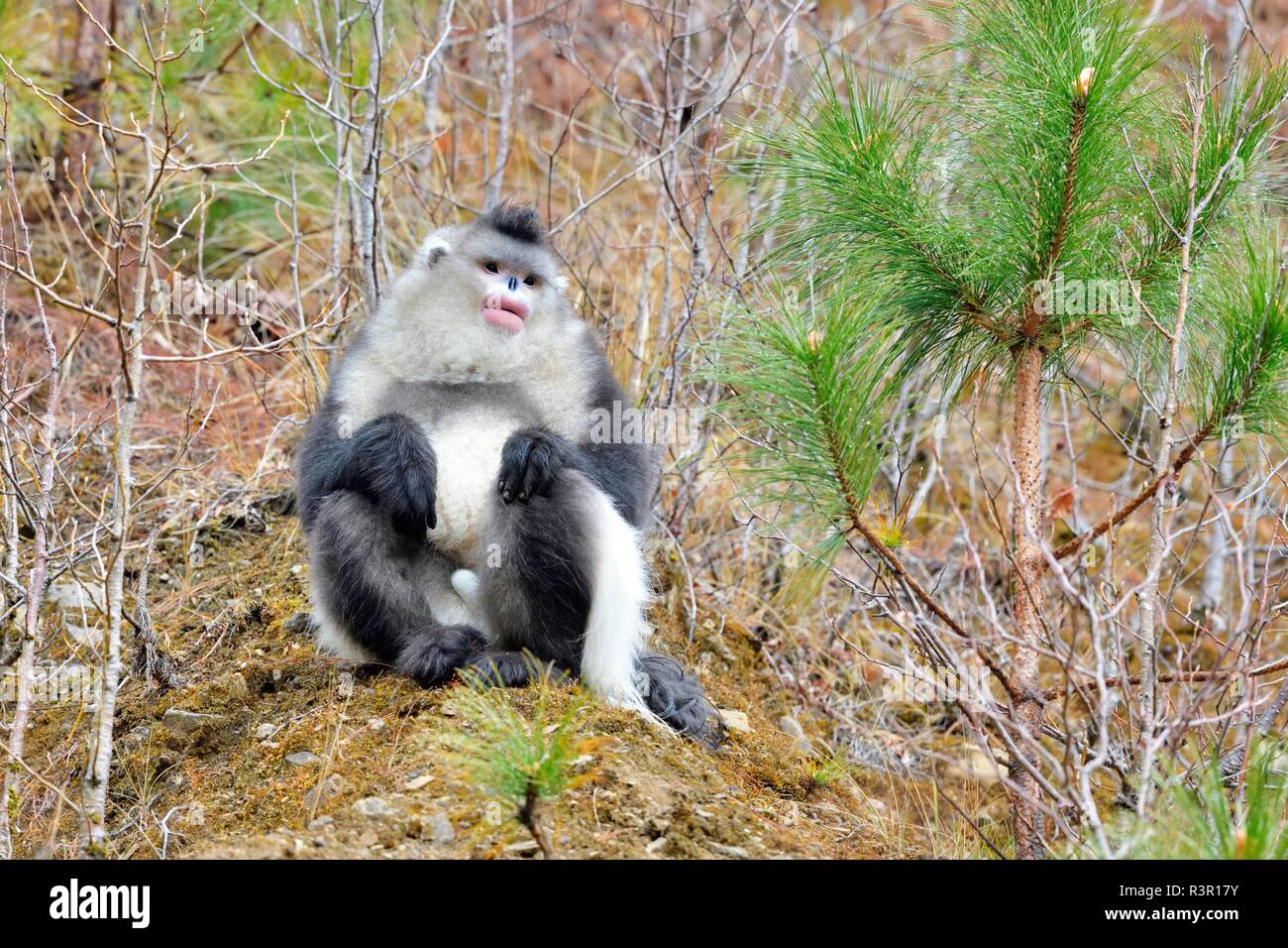 Black Snub-nosed Monkey (Rhinopithecus bieti) sitting on ground, Yunnan ...