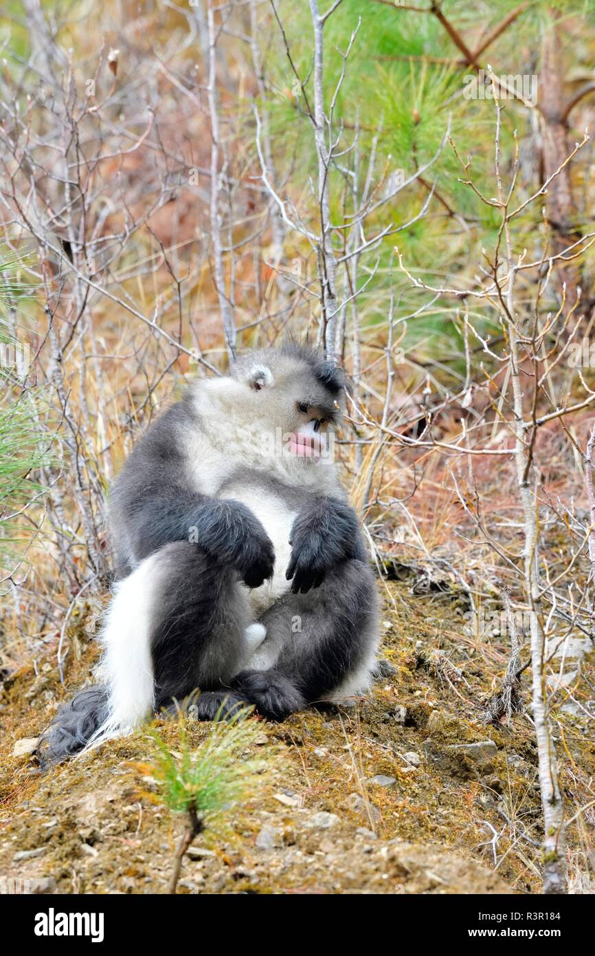 Black Snub-nosed Monkey (Rhinopithecus bieti) sitting on ground, Yunnan ...