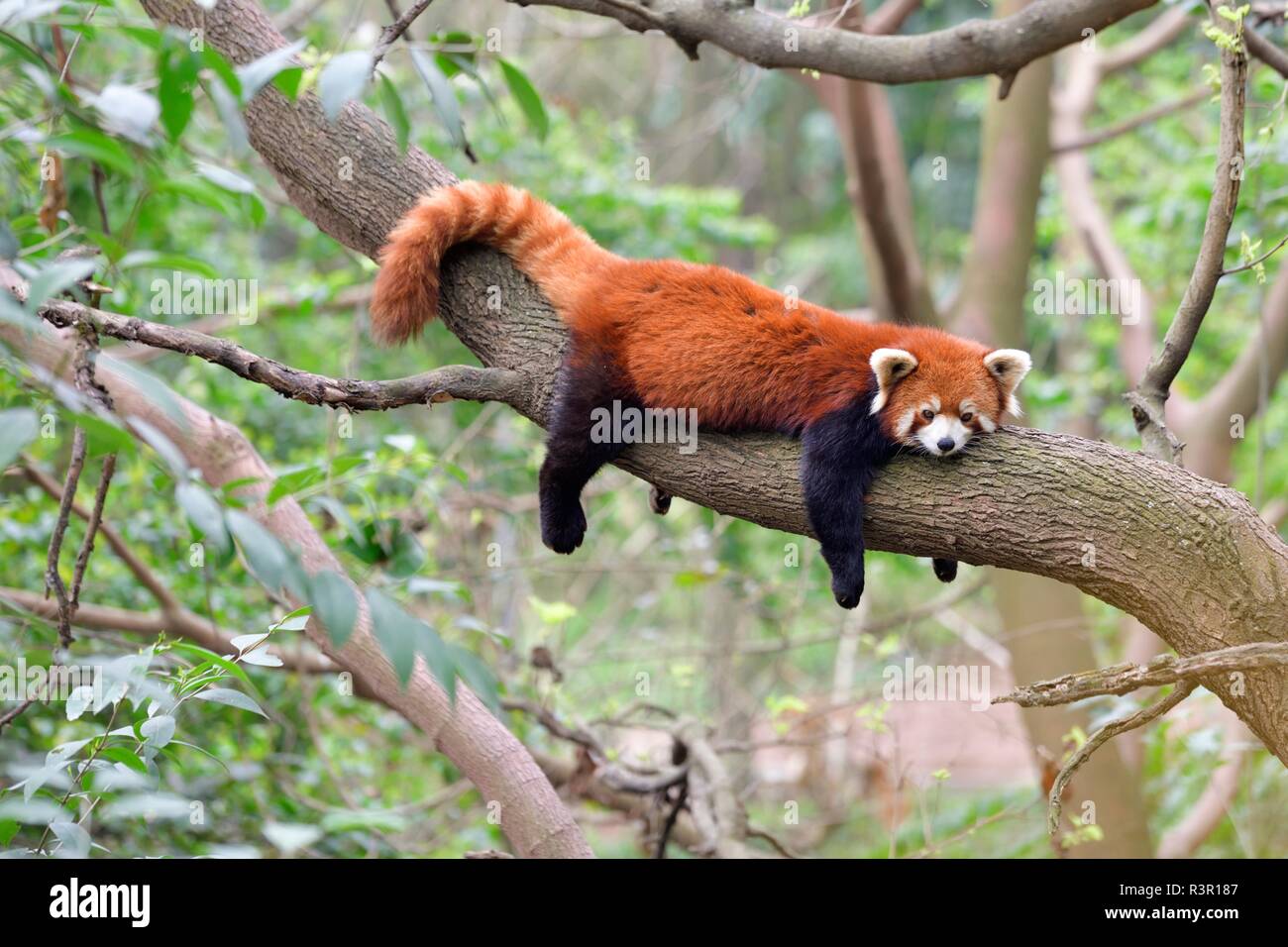 Red panda (Ailurus fulgens) sleeping on a branch, Chengdu Research and ...