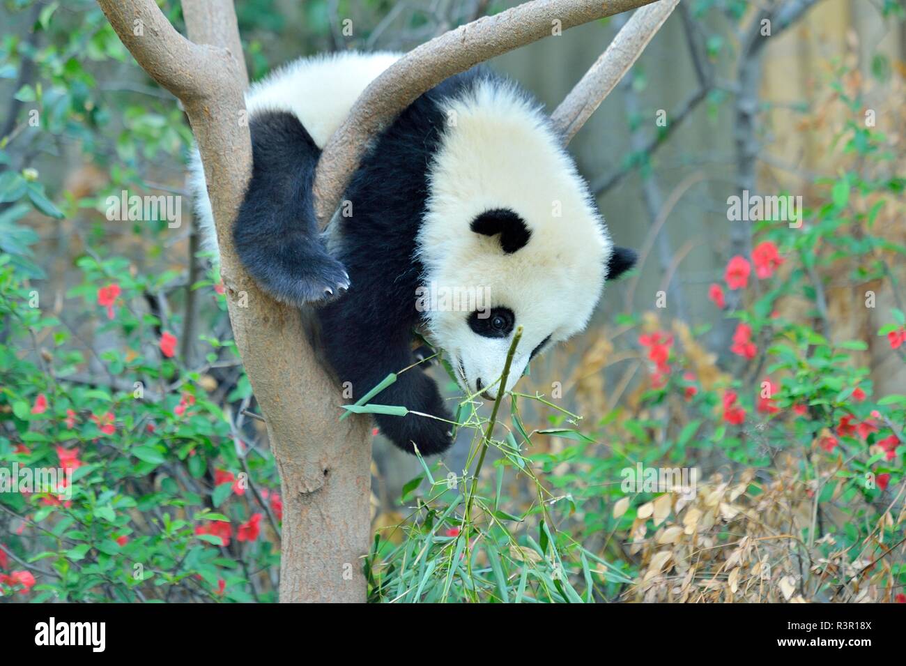 Giant Panda (Ailuropoda melanoleuca) young in a tree, Chengdu Giant ...