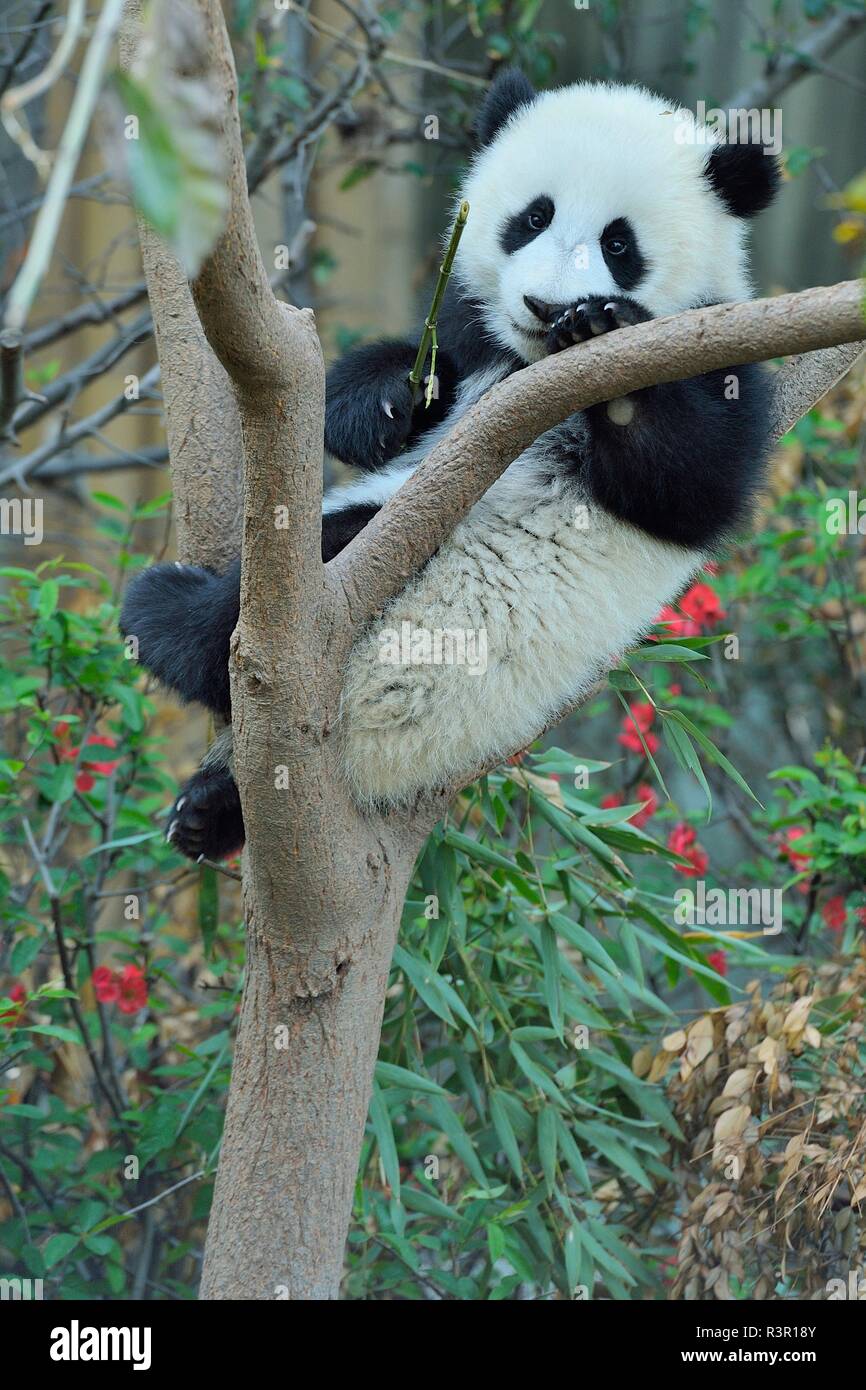 Giant Panda (Ailuropoda melanoleuca) young in a tree, Chengdu Giant ...