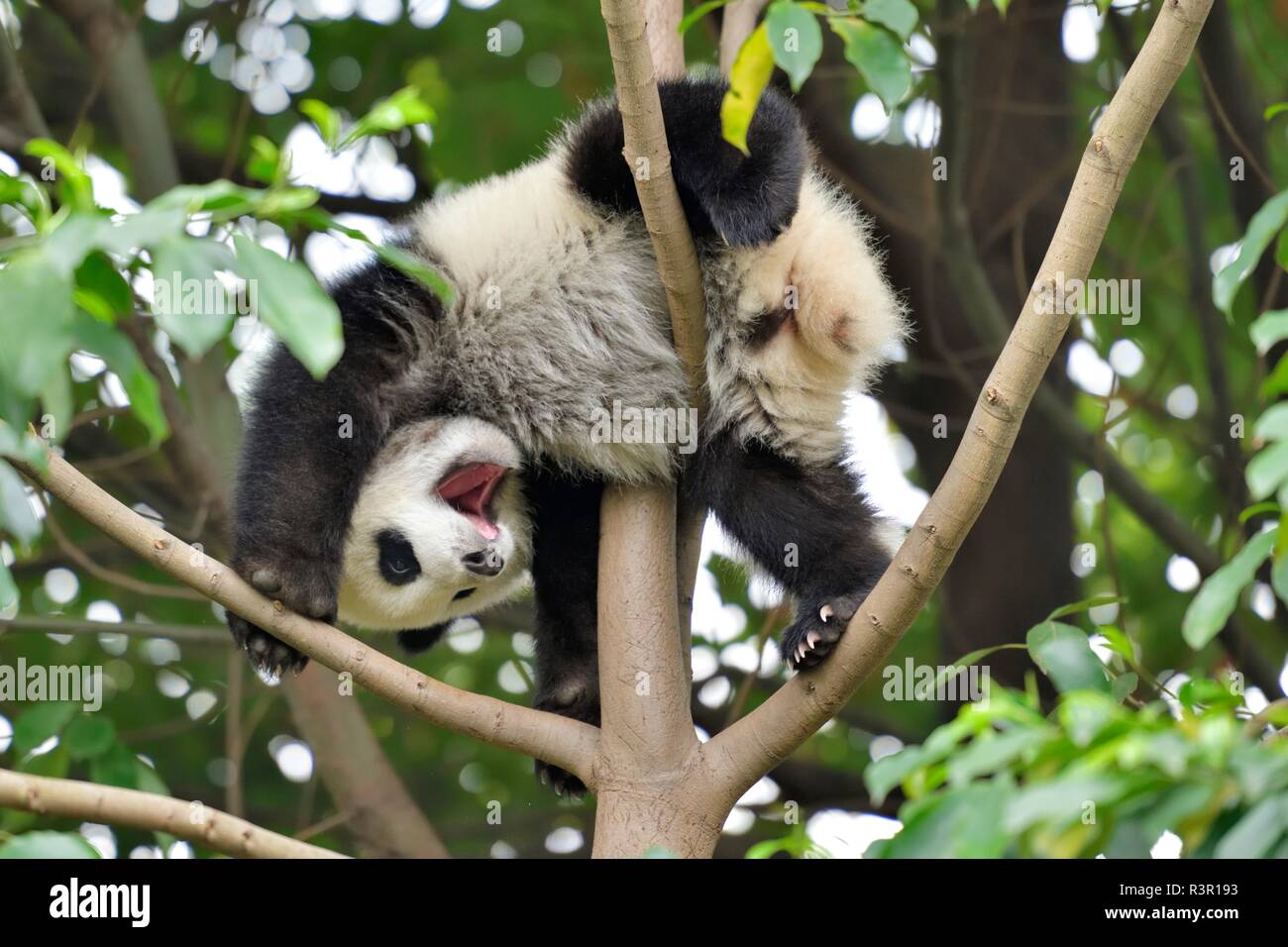 Giant Panda (Ailuropoda melanoleuca) young in a tree, Chengdu Giant ...