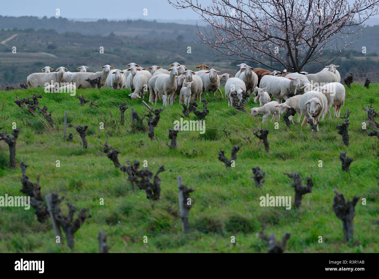 Natural weeding by sheep grazing in a vineyard and natural fertilizer ...