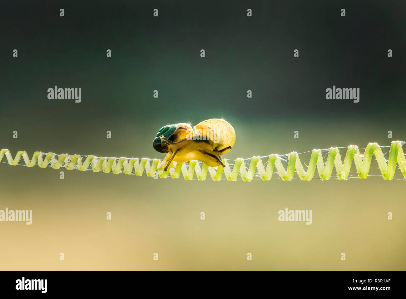 Two little snails on a climbing plant Stock Photo - Alamy