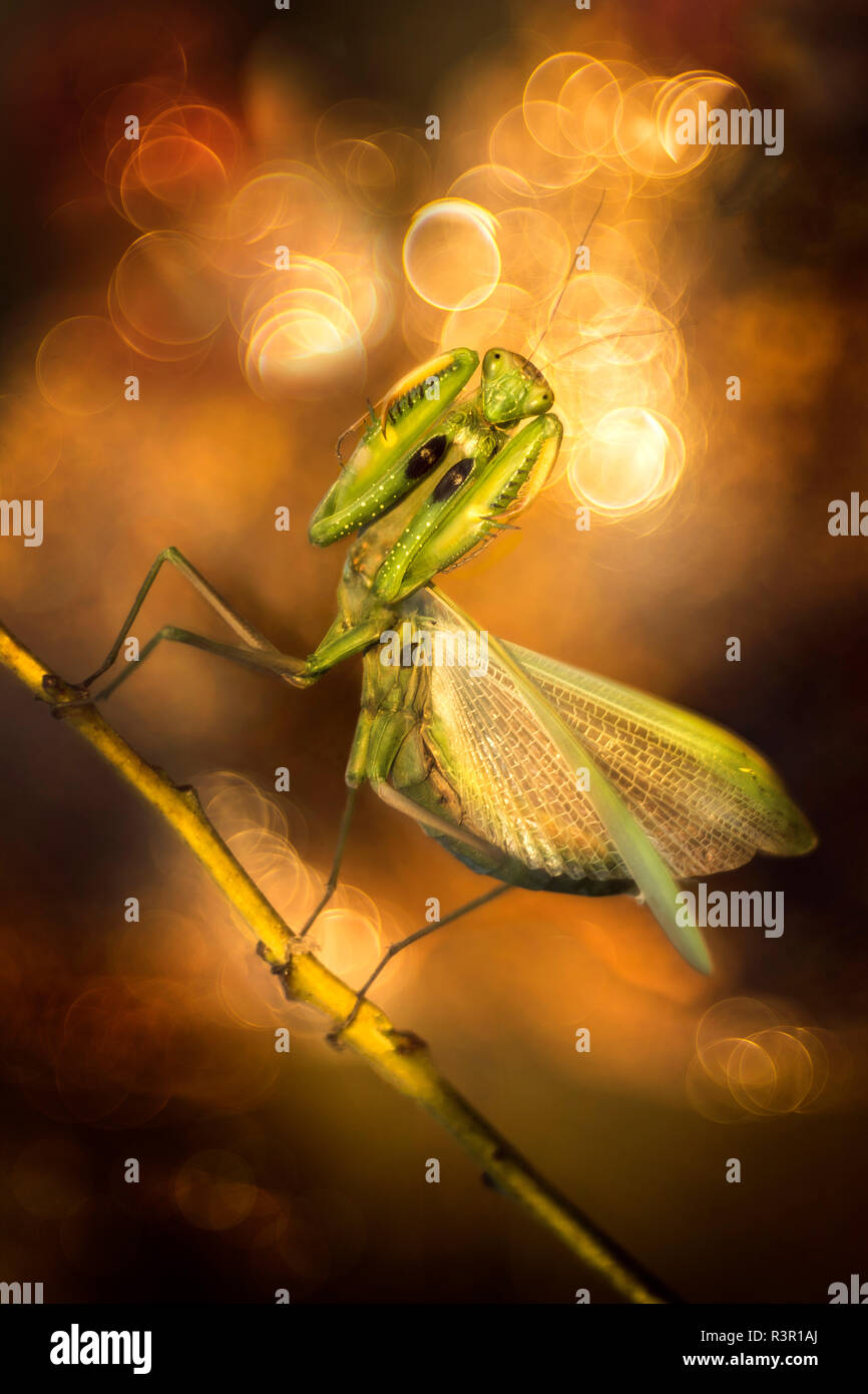 Praying mantis (Mantis religiosa) in a forest near the Po river in ...
