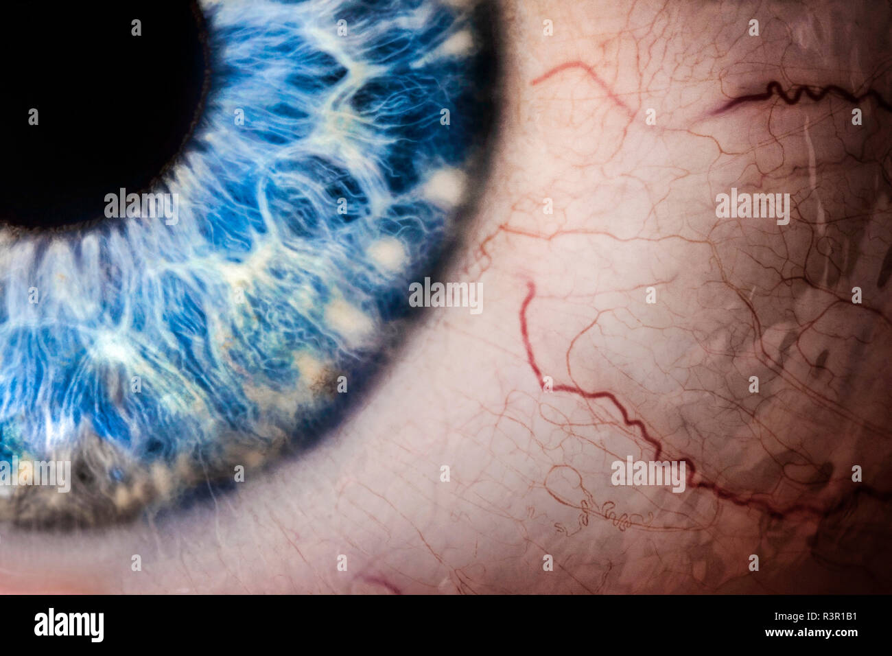 detail of human eye Stock Photo - Alamy