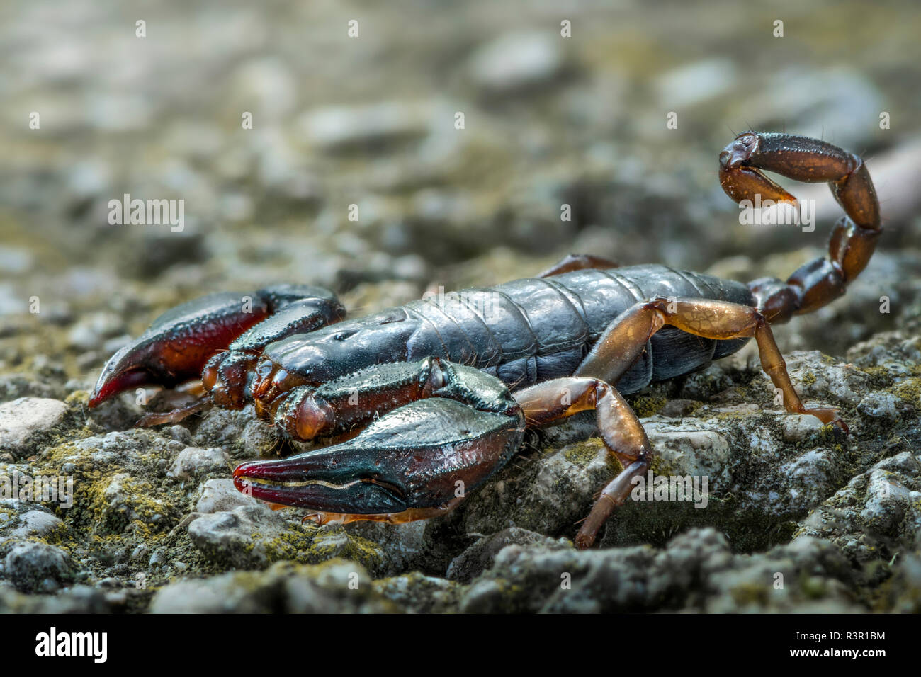 Scorpion (Euscorpius italicus) Defensive structure, Villarotta, Reggio ...