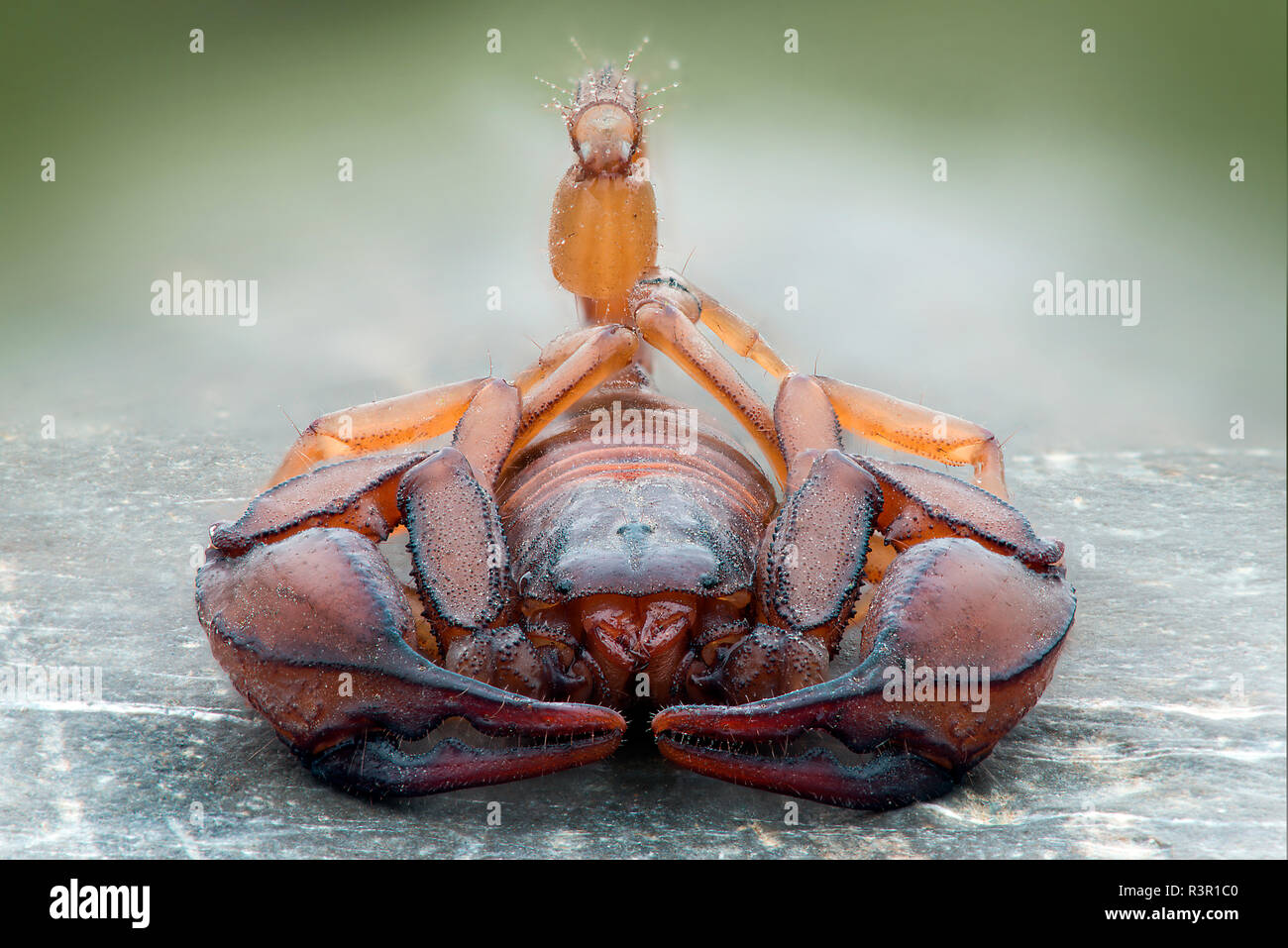 European yellow tailed scorpion (Euscorpius flavicaudis), Villarotta ...