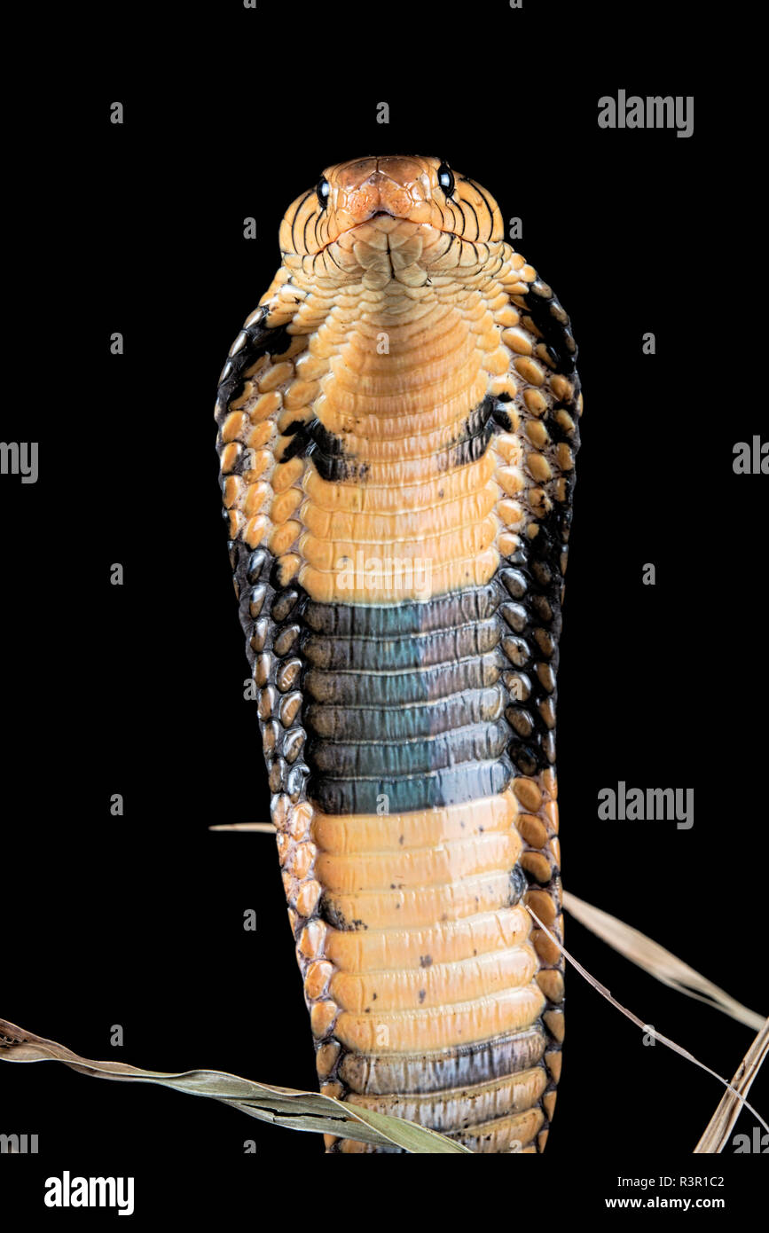 Black forest cobra hi-res stock photography and images - Alamy