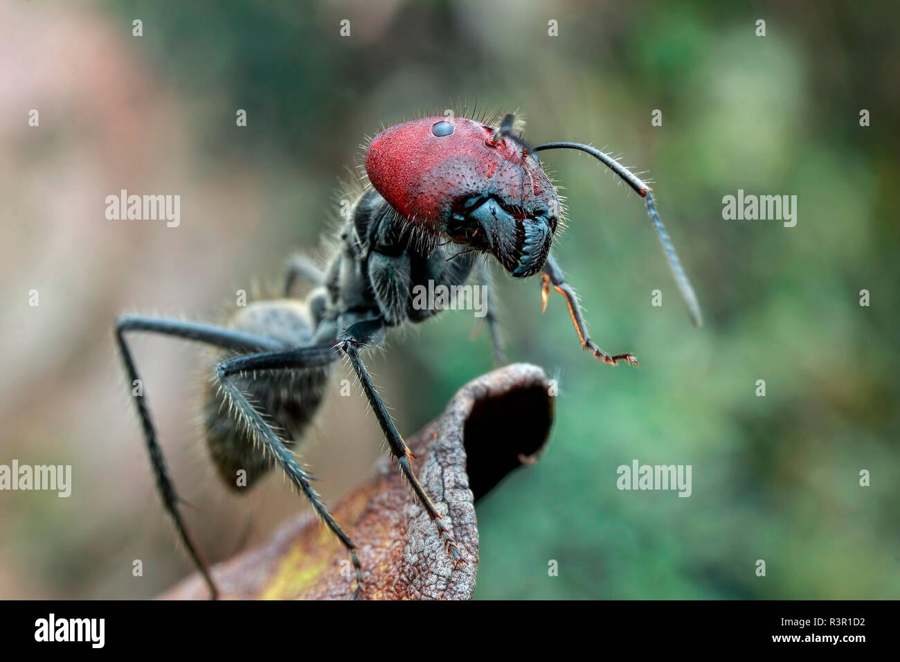 Camponotus malaysia hi-res stock photography and images - Alamy