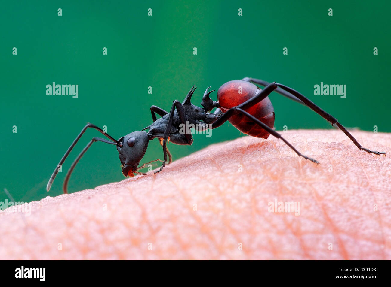 A spiny ant (Formicidae - Polyrhachis (Myrmhopla) abdominalis) licking ...