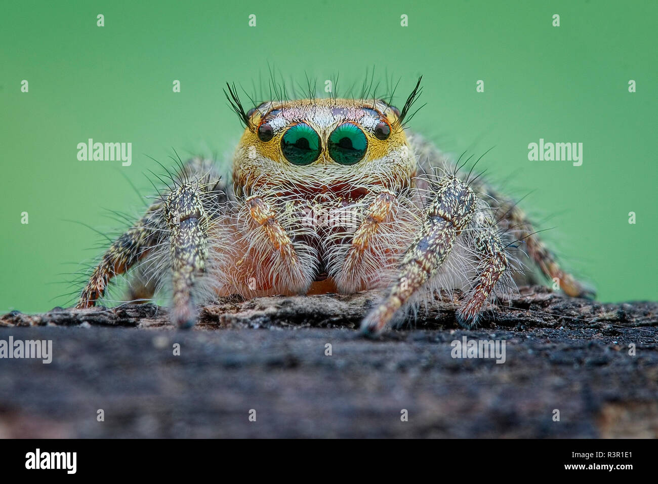 Potrait of female jumping spider (Hyllus semicupreus Stock Photo - Alamy