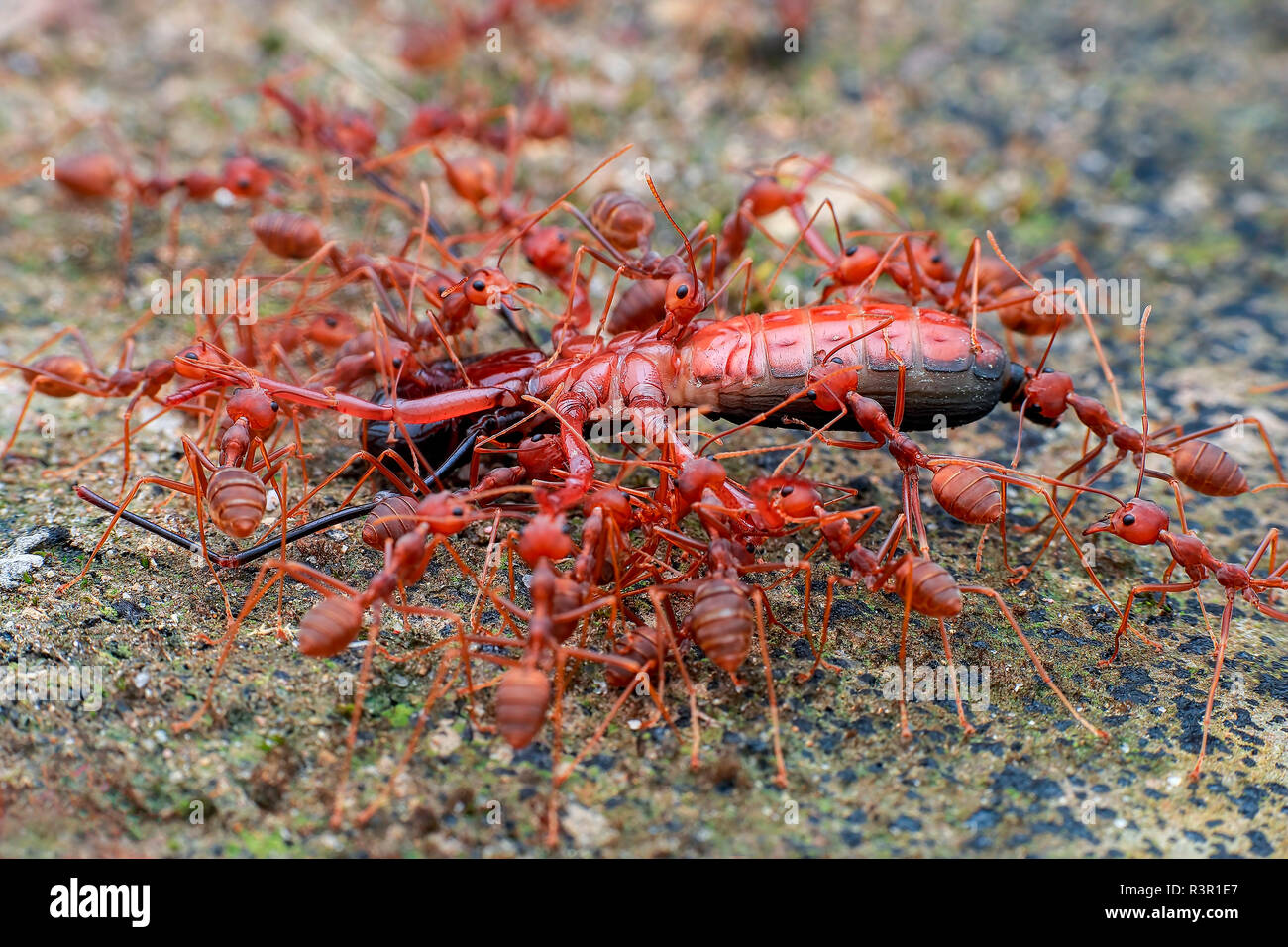 Ants carrying food hi-res stock photography and images - Alamy