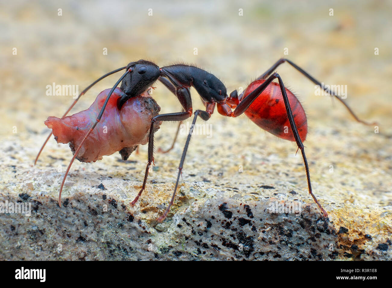 Giant forest ant dinomyrmex gigas hi-res stock photography and images ...