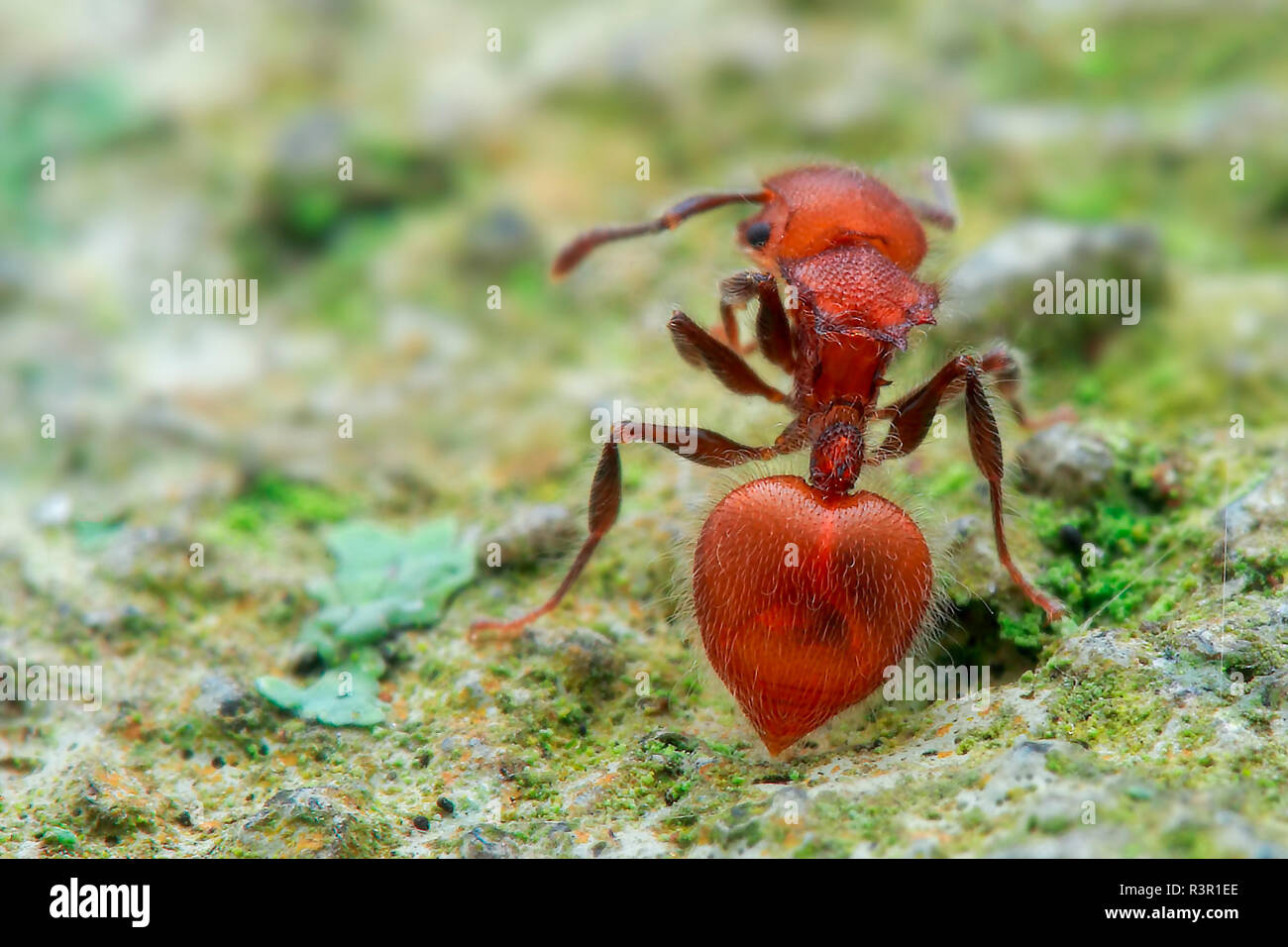 Meranoplus hi-res stock photography and images - Alamy