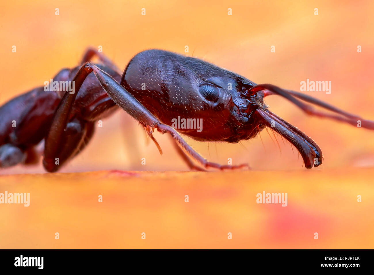 Odontomachus simillimus hi-res stock photography and images - Alamy