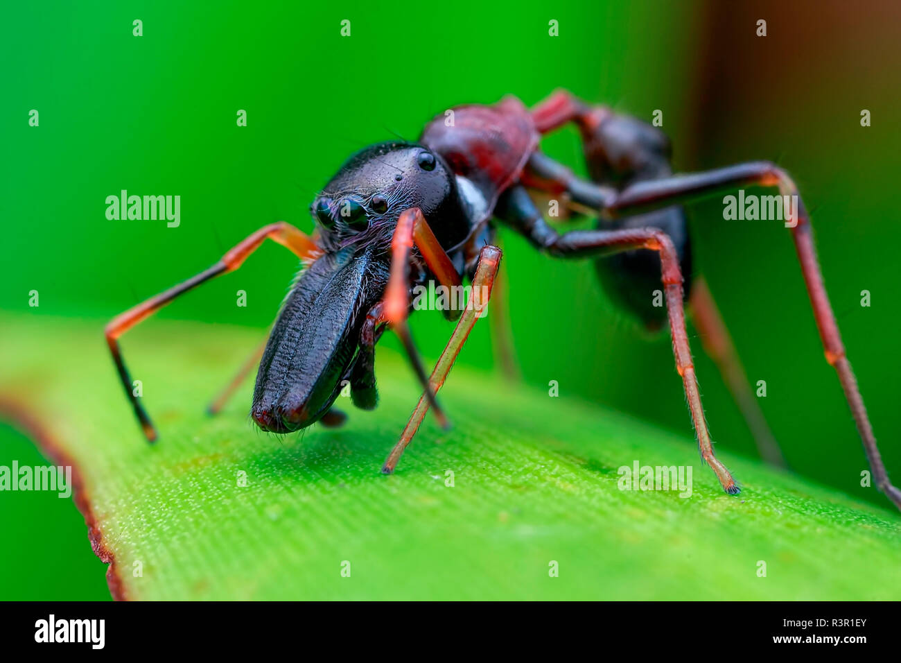 Male ant-mimicking jumping spider (Myrmarachne sp Stock Photo - Alamy
