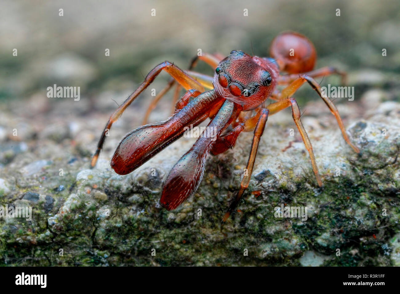 High angle shot of a male ant-mimicking jumping spider (Myrmarachne sp ...