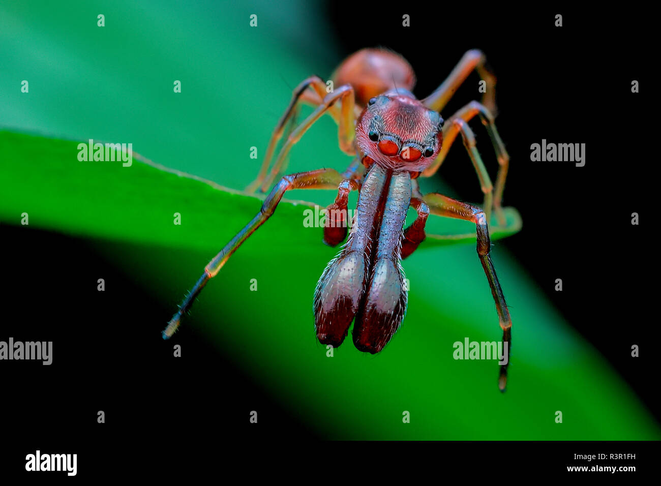 Ant mimicking spider myrmarachne sp hi-res stock photography and images ...