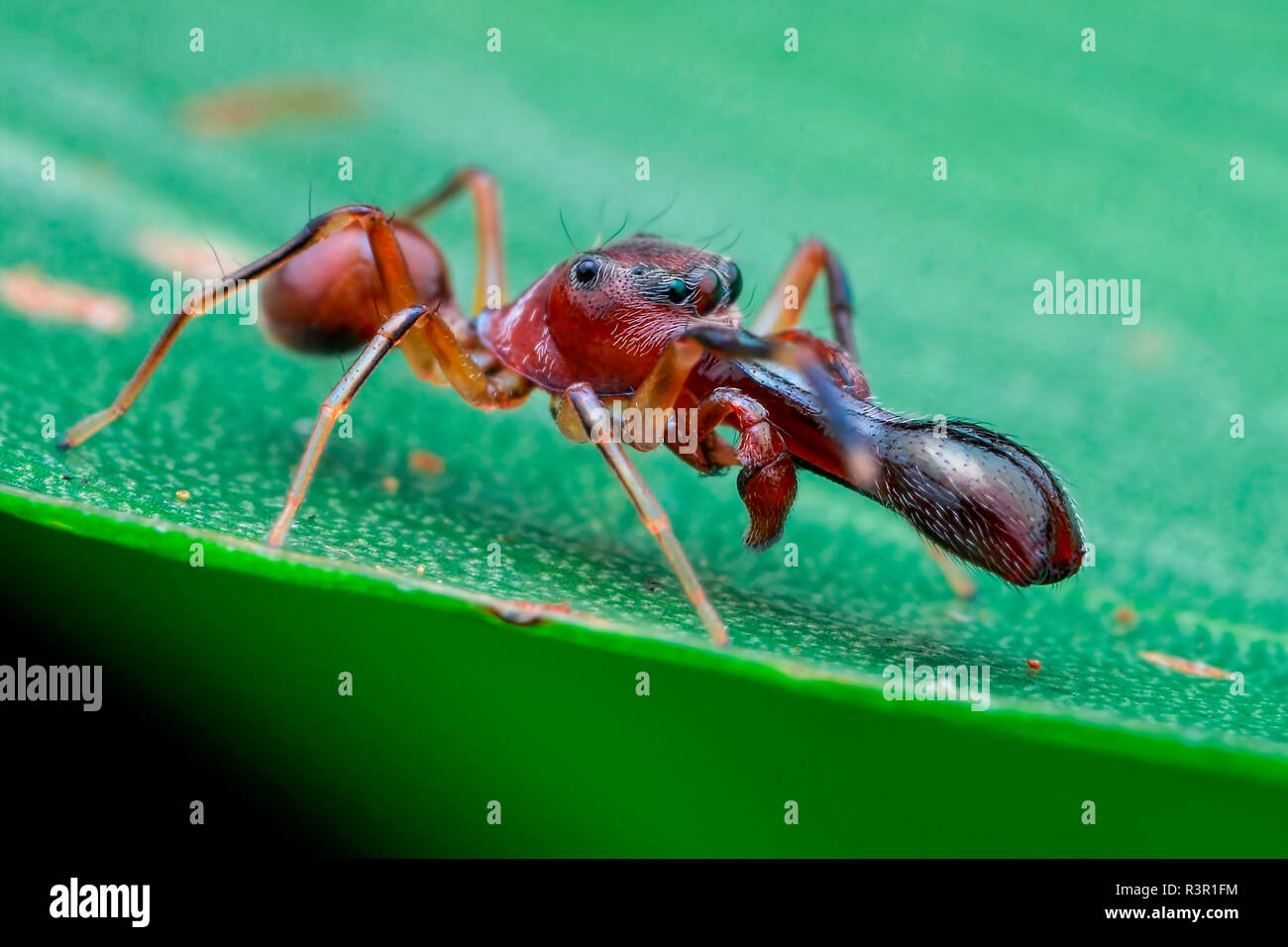 A male ant-mimicking jumping spider (Myrmarachne sp Stock Photo - Alamy